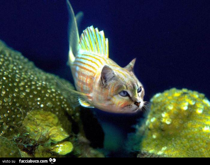 Pesce gatto - Facciabuco.com