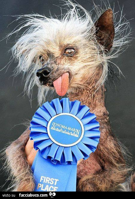 Miss Ellie, prima classificata guinness world record, cane più brutto ...