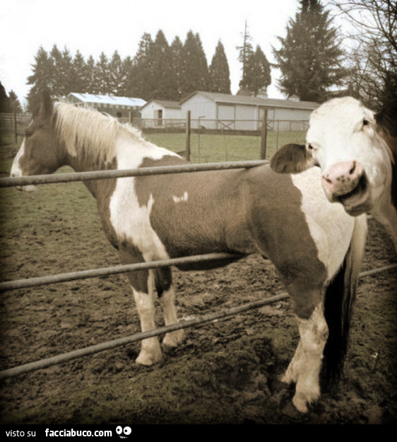 La mucca deride il cavallo - Facciabuco.com