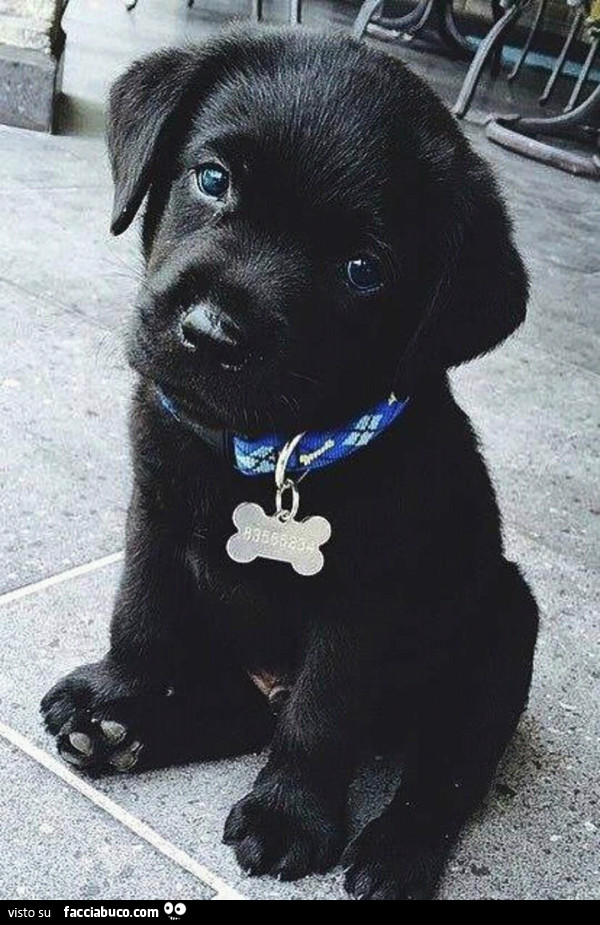 Cucciolo di cane nero - Facciabuco.com