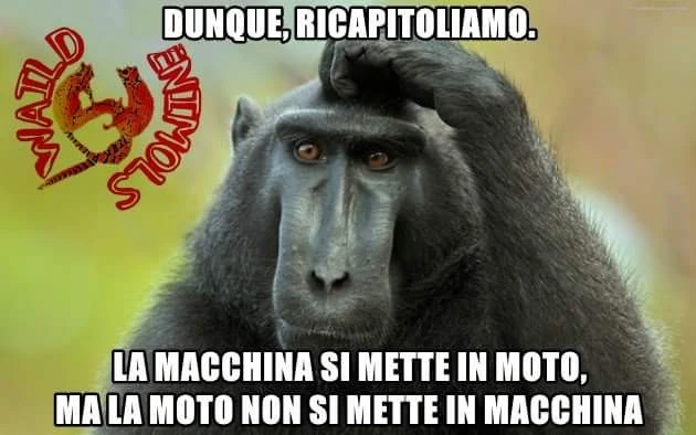 Tutti i meme sulle Scimmie - Facciabuco.com