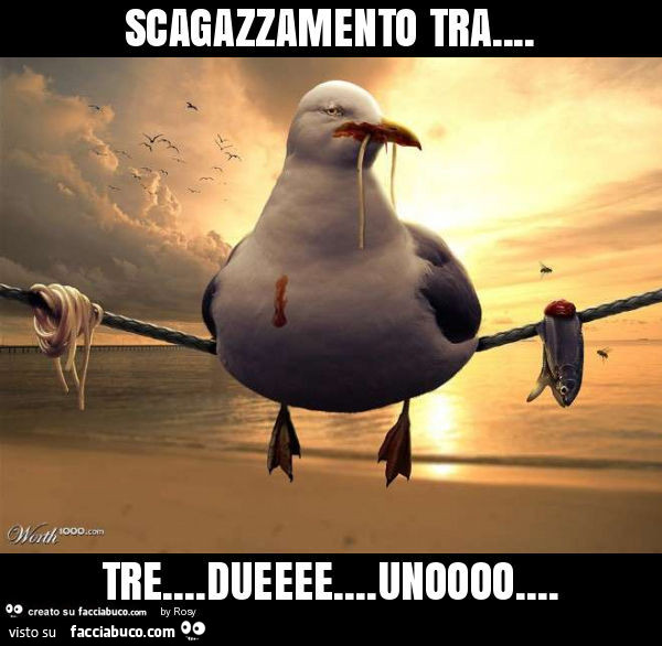 Tutti i meme sui Gabbiani - Facciabuco.com